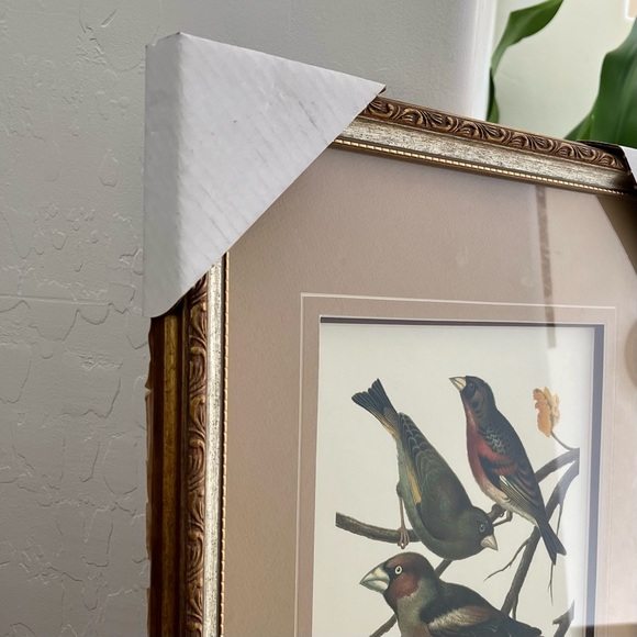 Vintage | Art | Vintage William Rutledge Finch Songbird Bird Family ...
